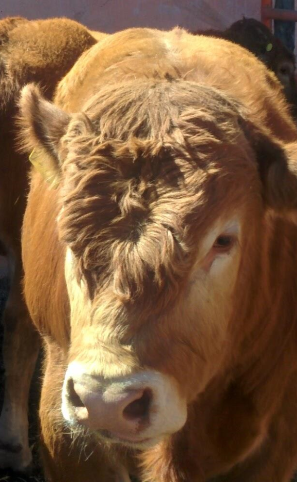 Describing Cattle, Part 1: Faces | Be Unstoppable