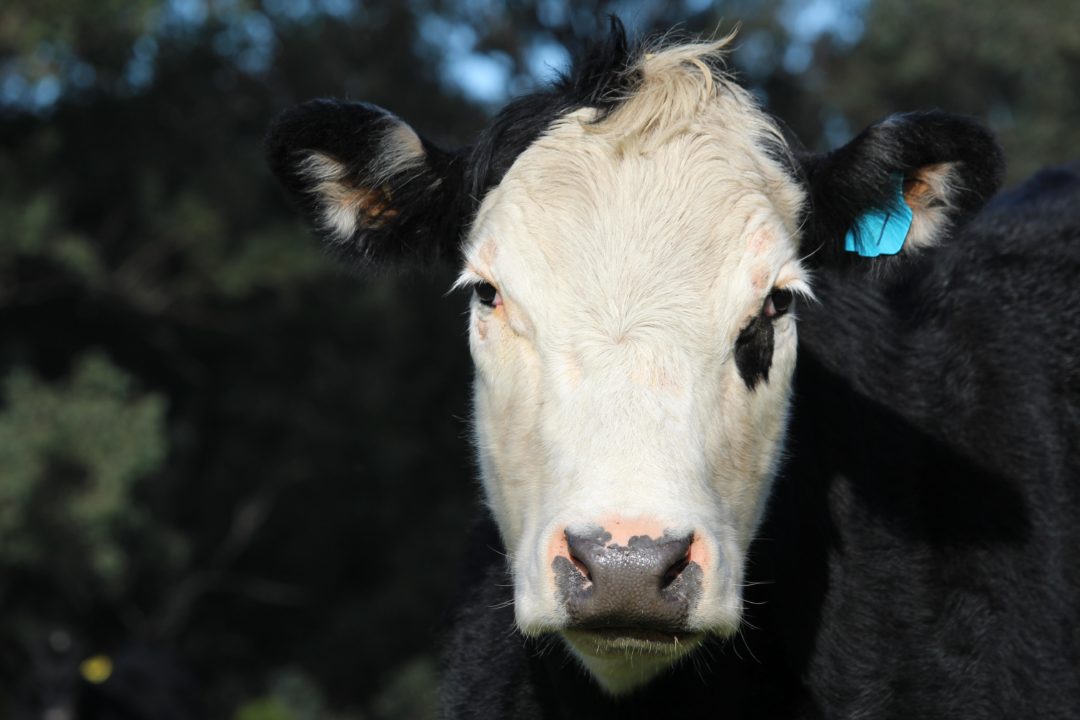 Describing Cattle, Part 1: Faces | Be Unstoppable