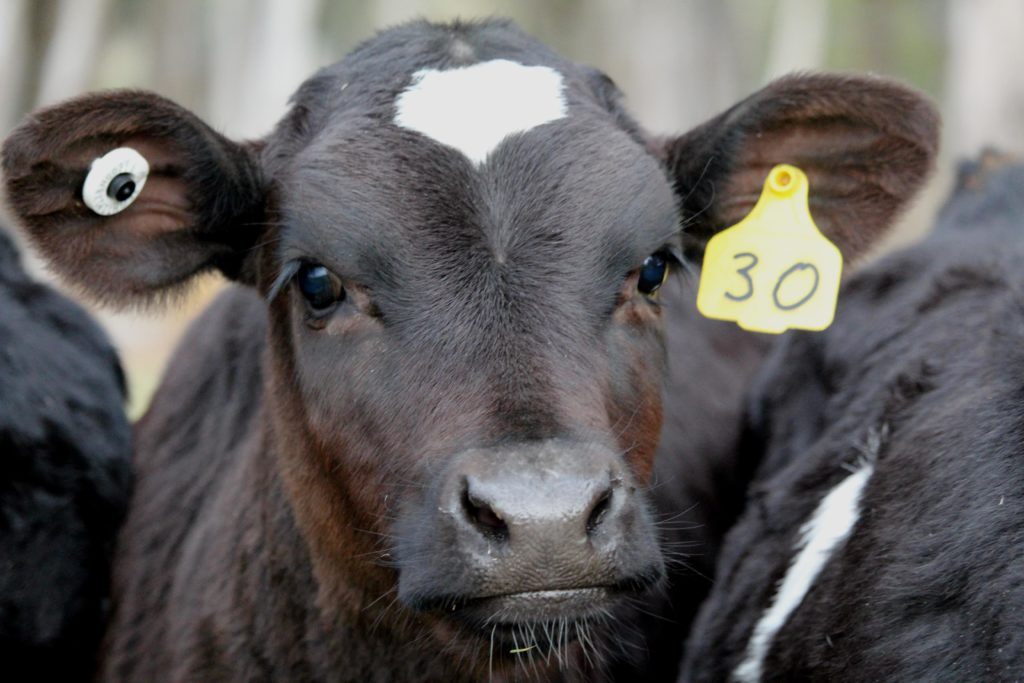 Describing Cattle, Part 1: Faces | Be Unstoppable